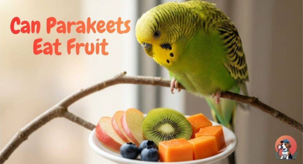 What Do Parrots Eat? 10 Best Foods and Complete Guide to Healthy Parrot ...